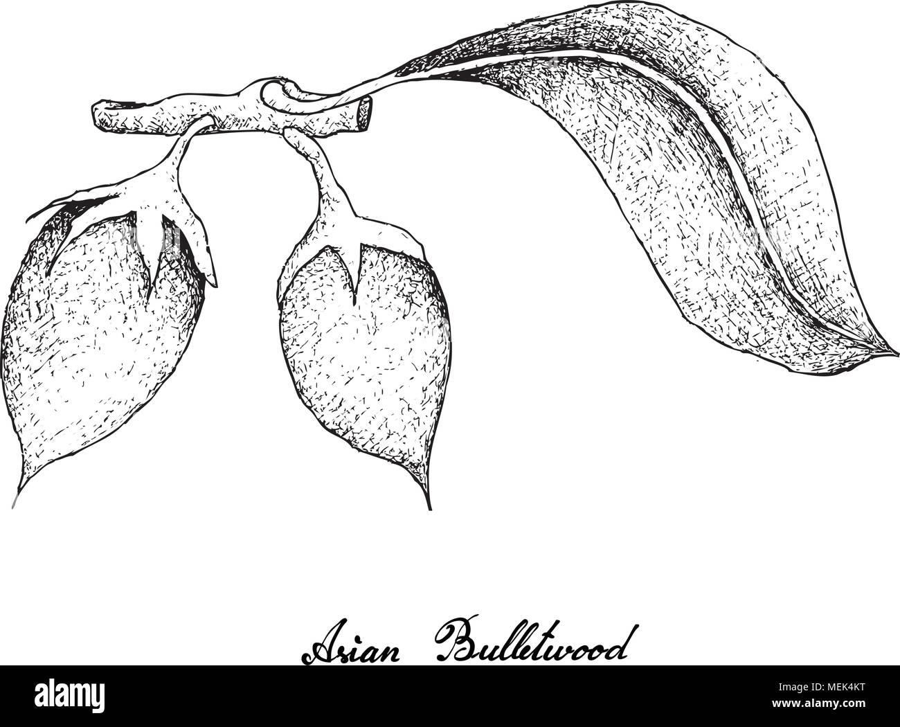 Asian bulletwood Stock Vector Images - Alamy