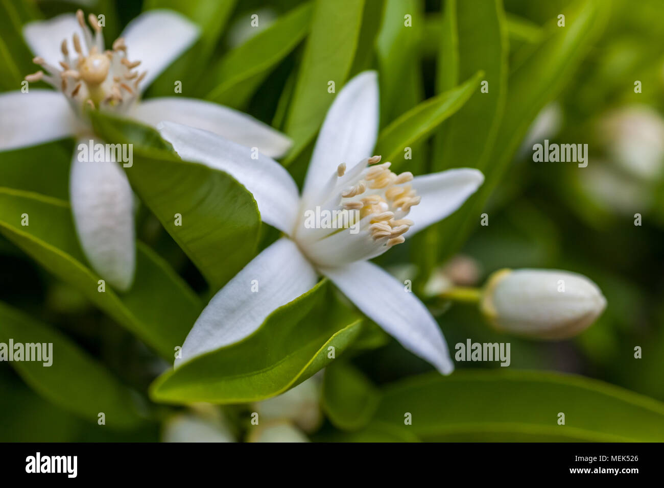 Flowers of a tangerine tree among leaves. Close up Stock Photo - Alamy