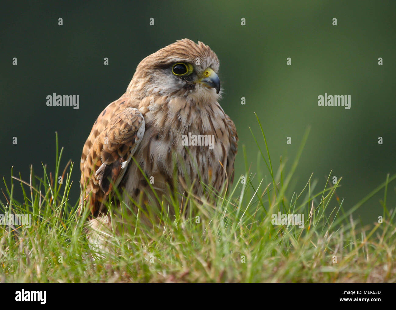 Merlin Bird Of Prey Raptor Stock Photos & Merlin Bird Of Prey Raptor ...