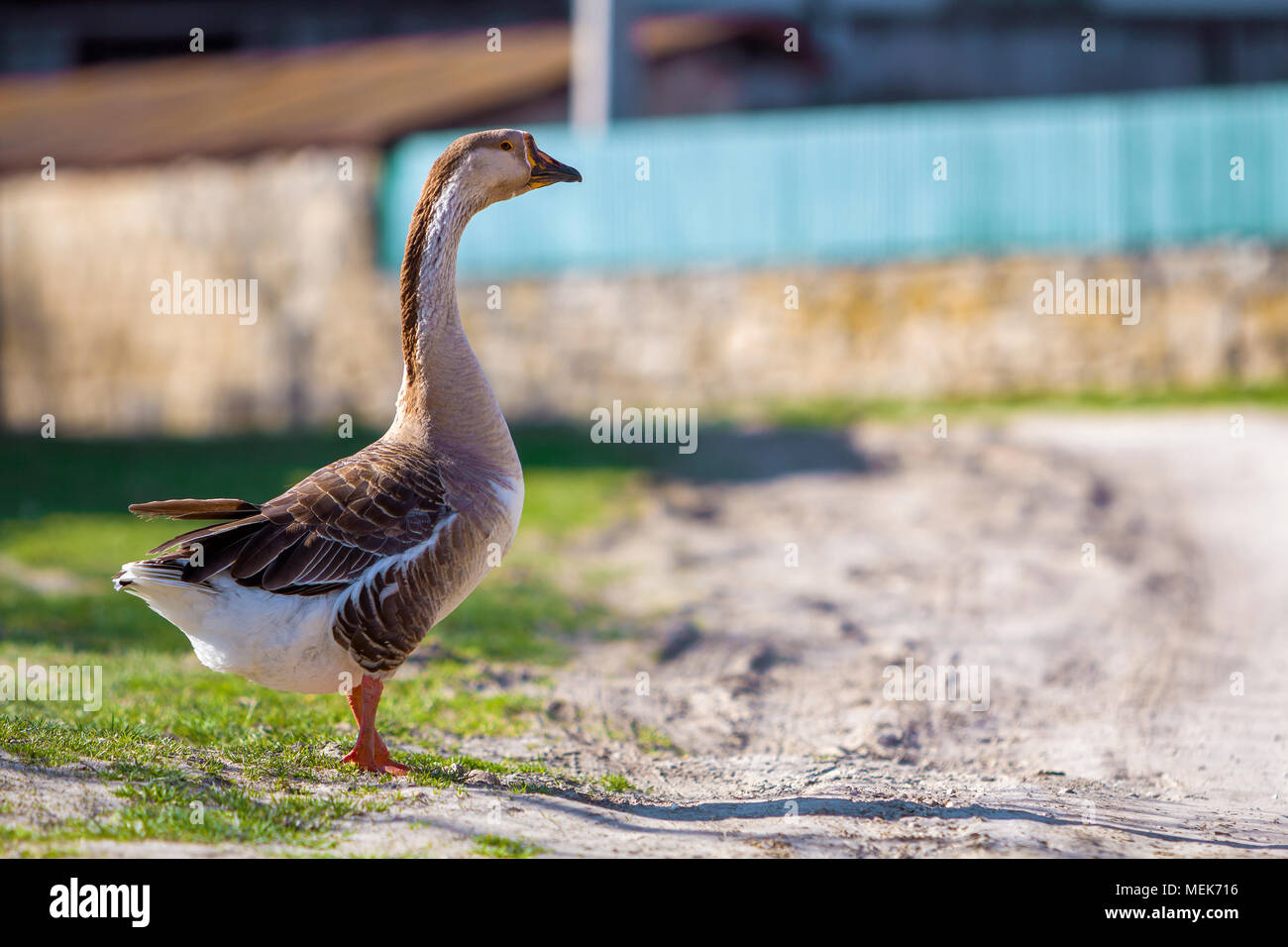 Side view of white-gray domestic full-grown fat healthy goose standing ...