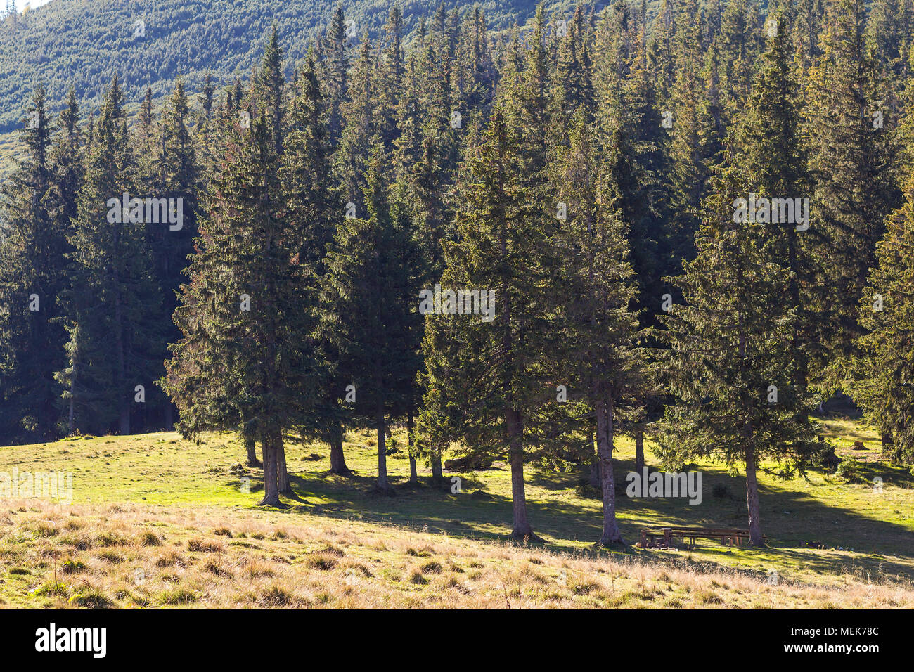 Magnificent pine forest growing on steep slope of mountain, covered ...