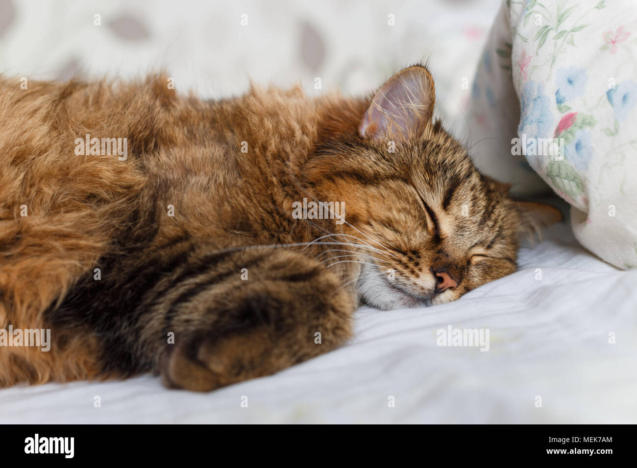 tiger cat sleeping in bed Stock Photo - Alamy