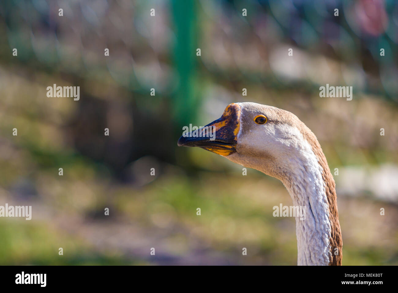 Head view of white-gray domestic full-grown fat healthy goose standing ...