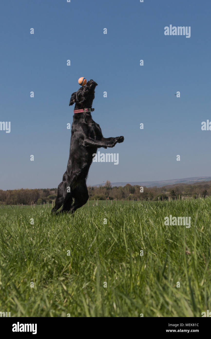 Black labrador playing hi-res stock photography and images - Alamy