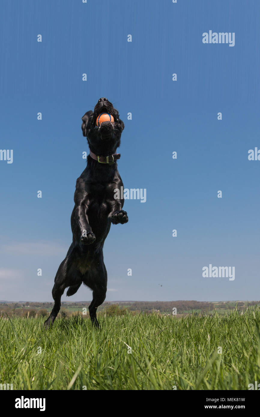 Black Labrador playing catch with a ball in a field Stock Photo - Alamy