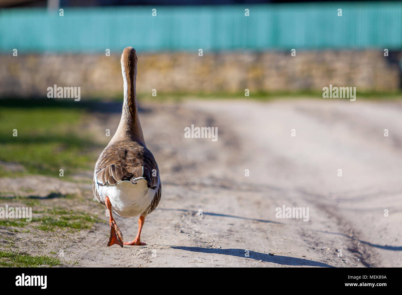 Back view of white-gray domestic full-grown fat healthy goose standing ...