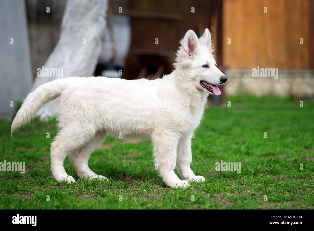 Berger Blanc Suisse. White german shepherd dog in grass Stock Photo - Alamy