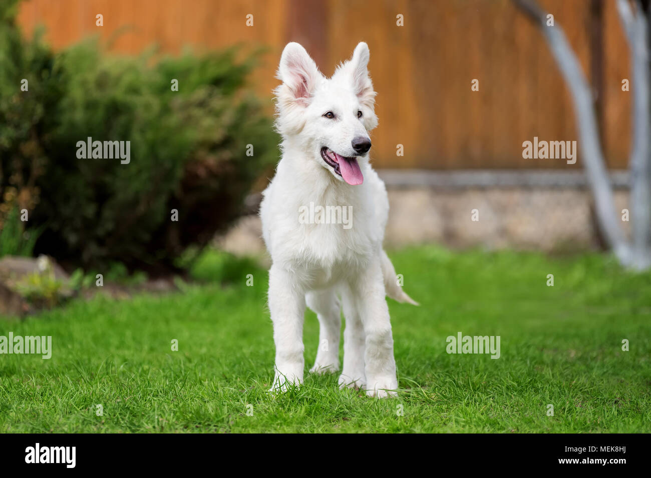 Berger Blanc Suisse. White german shepherd dog in grass Stock Photo - Alamy