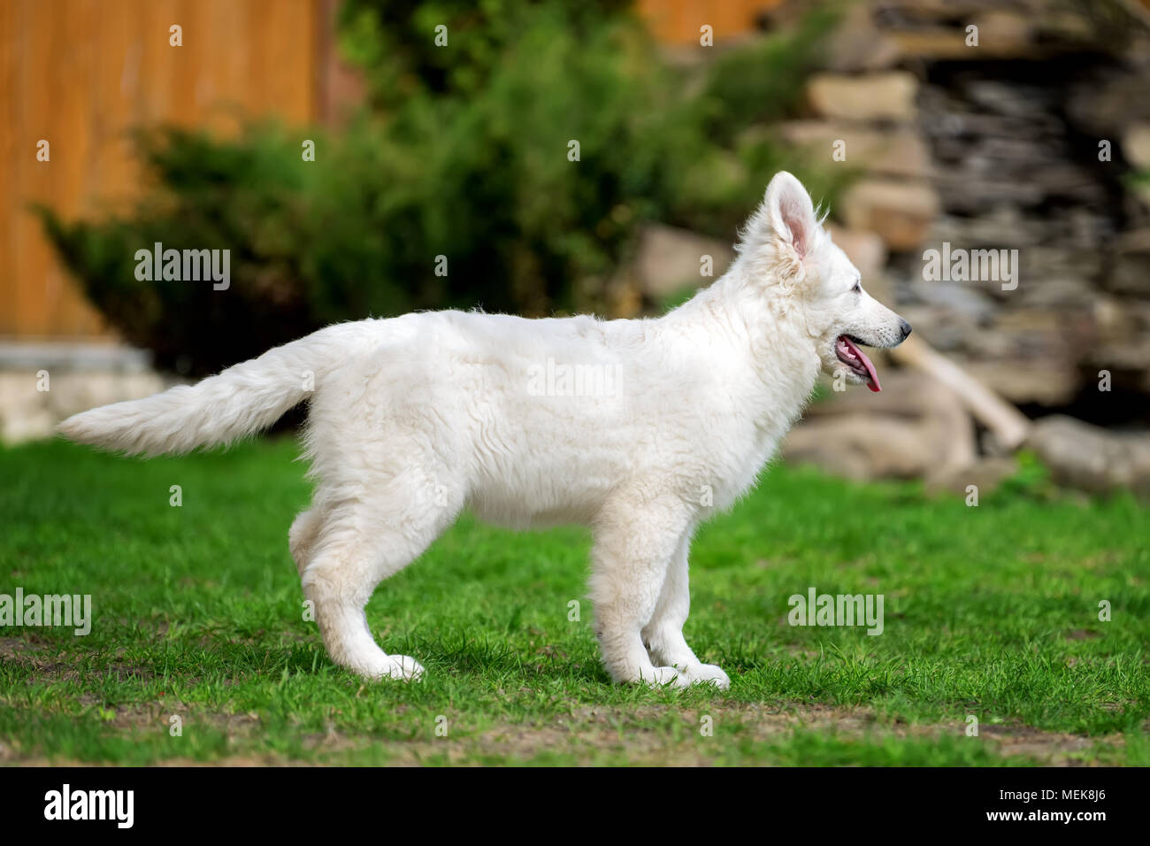 Berger Blanc Suisse. White german shepherd dog in grass Stock Photo - Alamy