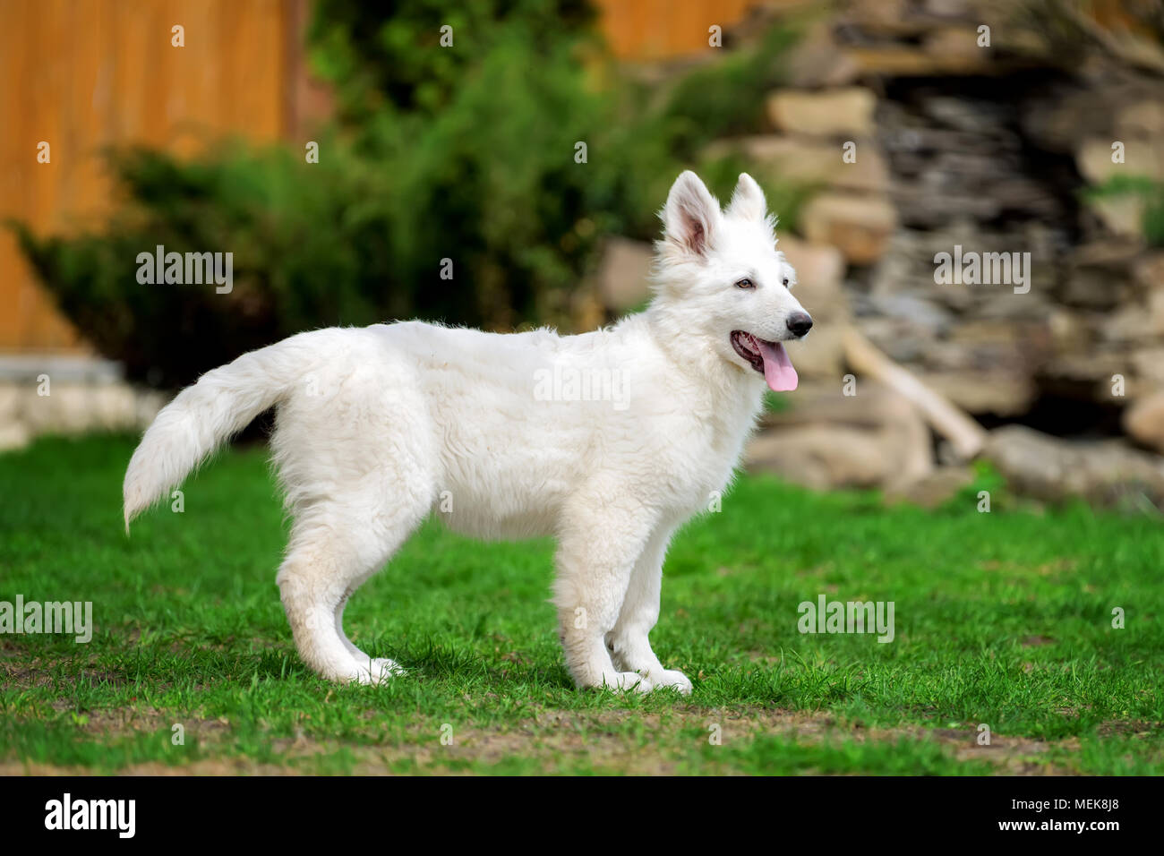 Berger Blanc Suisse. White german shepherd dog in grass Stock Photo - Alamy