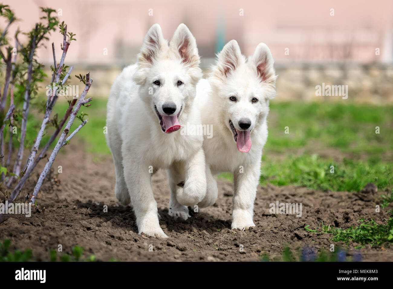 Berger Blanc Suisse. White german shepherd dog in grass Stock Photo - Alamy
