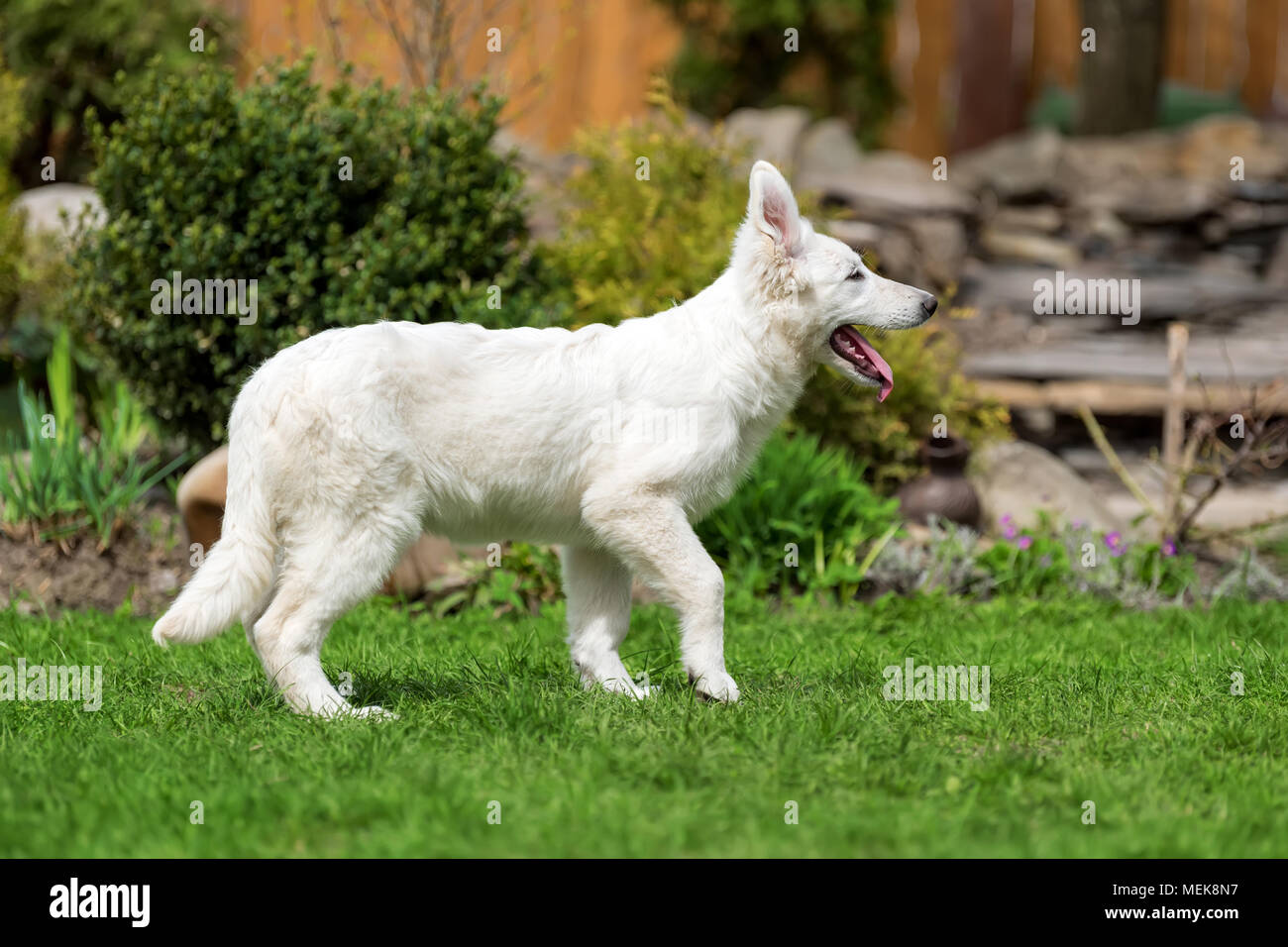 Berger Blanc Suisse. White german shepherd dog in grass Stock Photo - Alamy