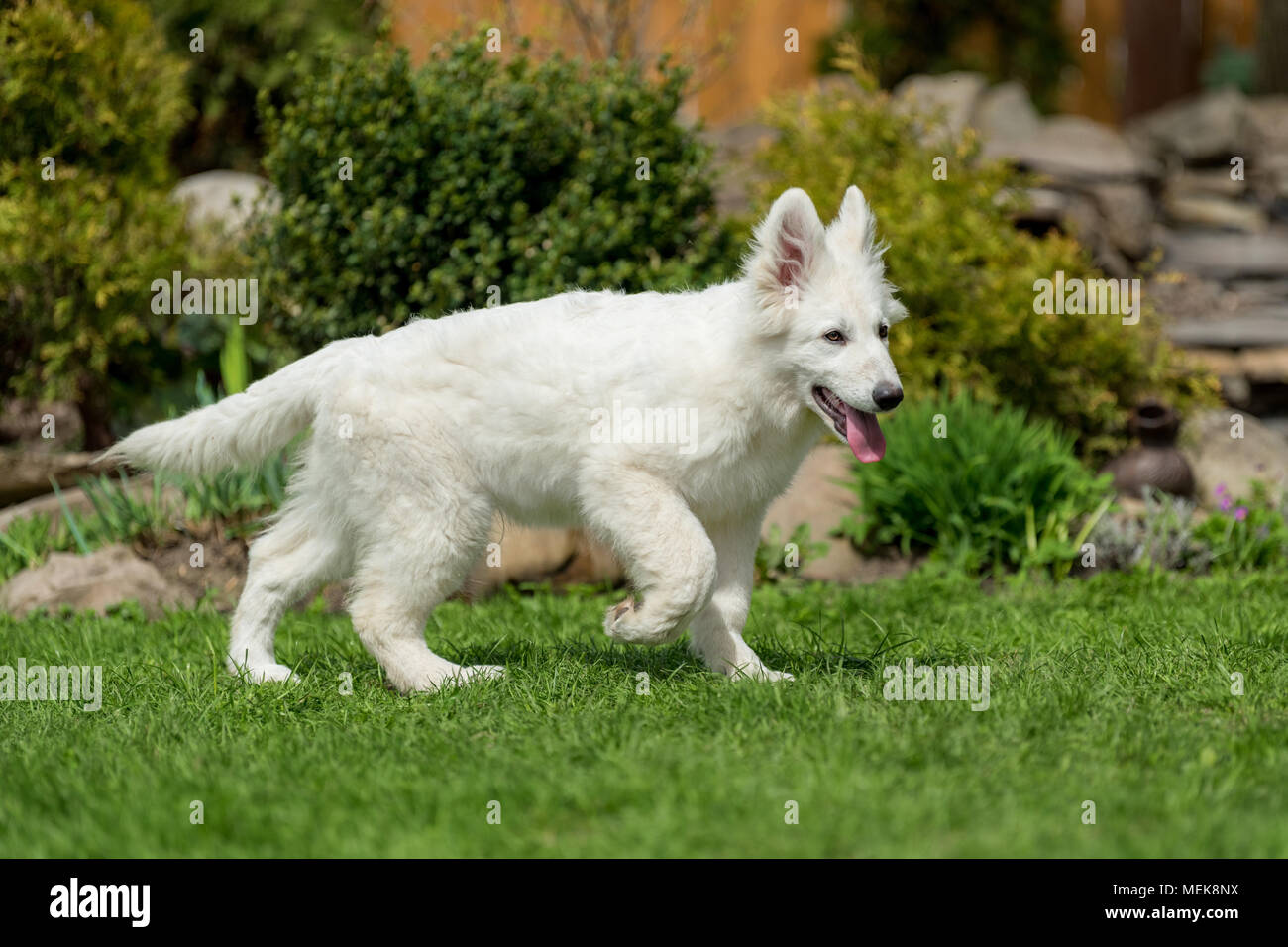 Berger Blanc Suisse. White german shepherd dog in grass Stock Photo - Alamy