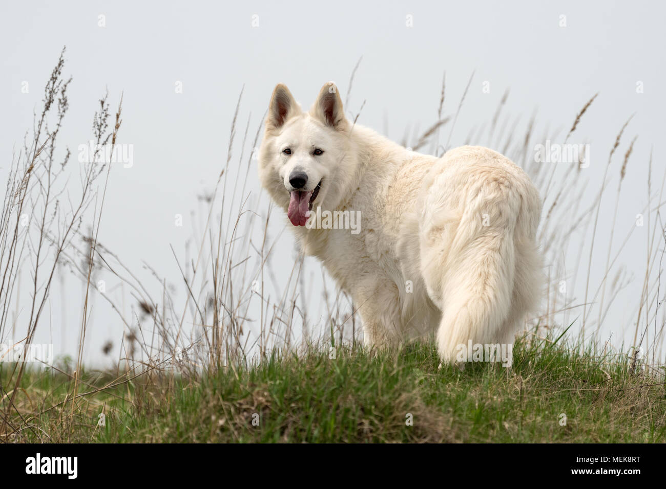 White german shepherd in the summer meadow. Berger Blanc Suisse Stock Photo - Alamy