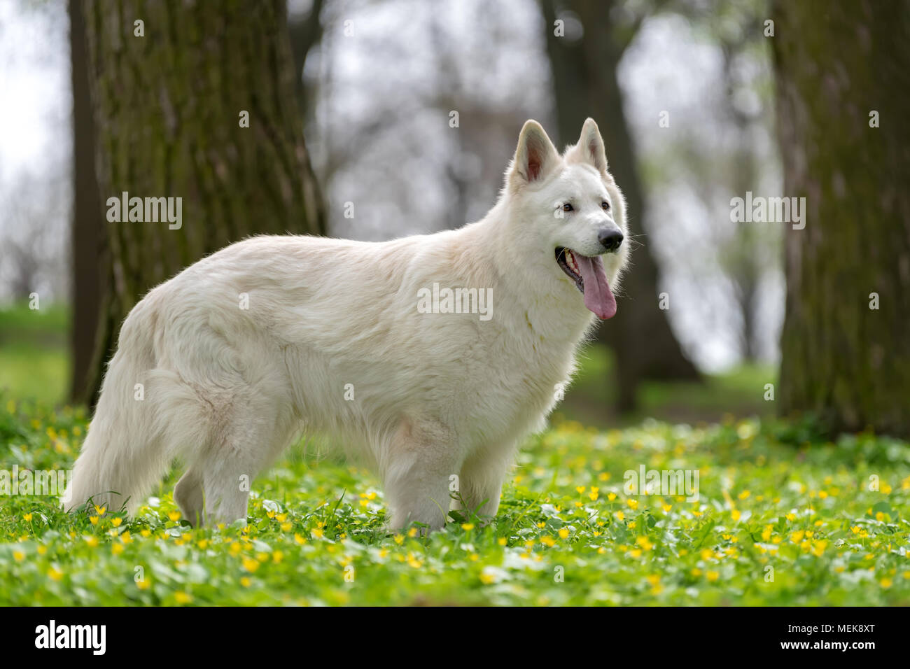 White german shepherd in the summer meadow. Berger Blanc Suisse Stock ...