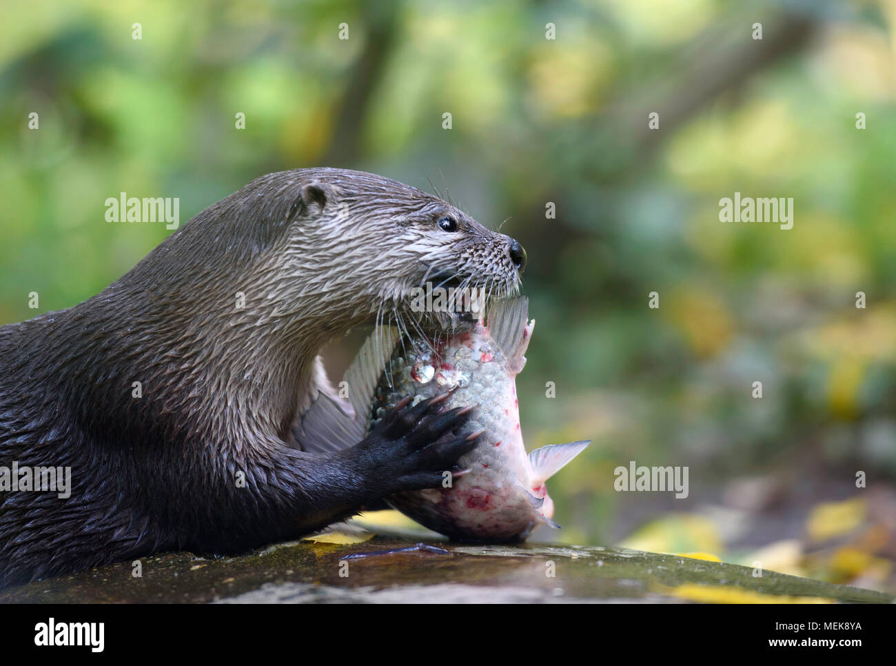 River otter with its lunch. Eurasian common otter eats raw fish on a ...