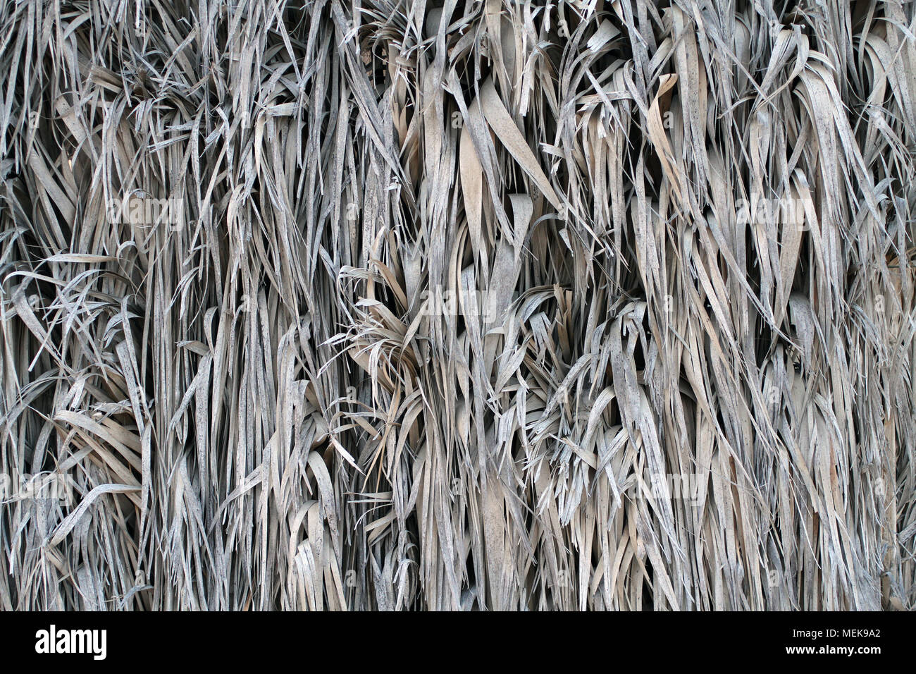 Cane shoots hi-res stock photography and images - Alamy