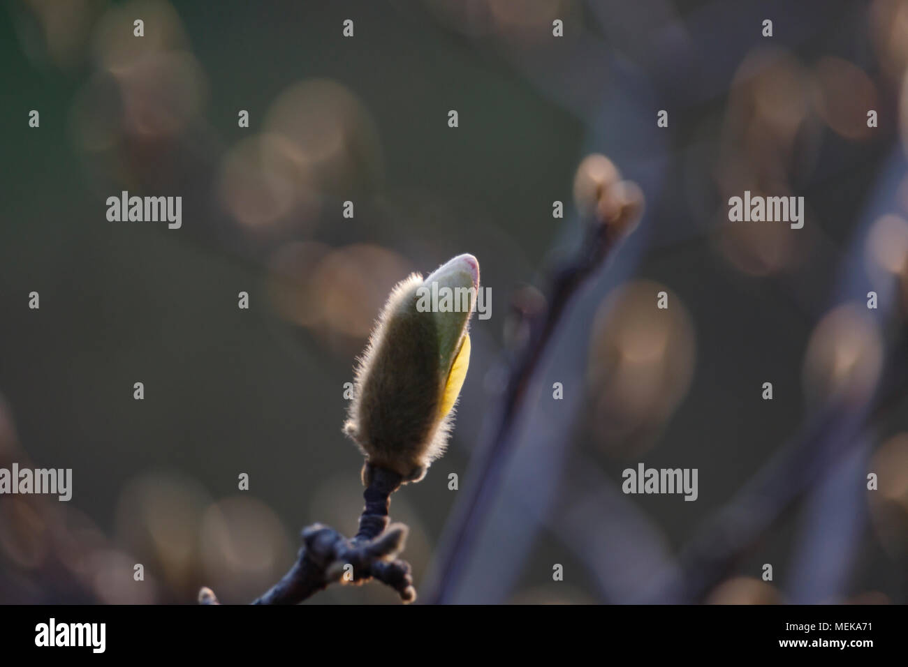 Beautiful spring bloom for magnolia trees pink flowers single Stock ...