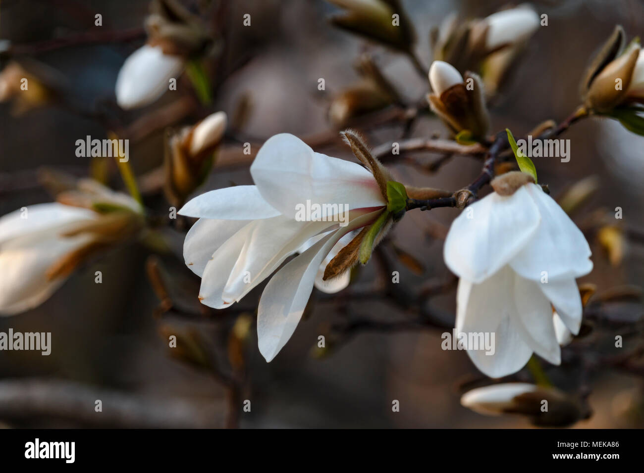 Beautiful spring bloom for magnolia trees white flowers big Stock Photo ...