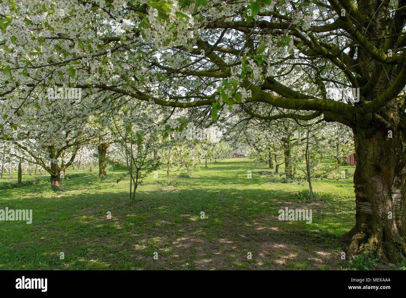 Cherry tree blossom, spring season in fruit orchards in Haspengouw ...