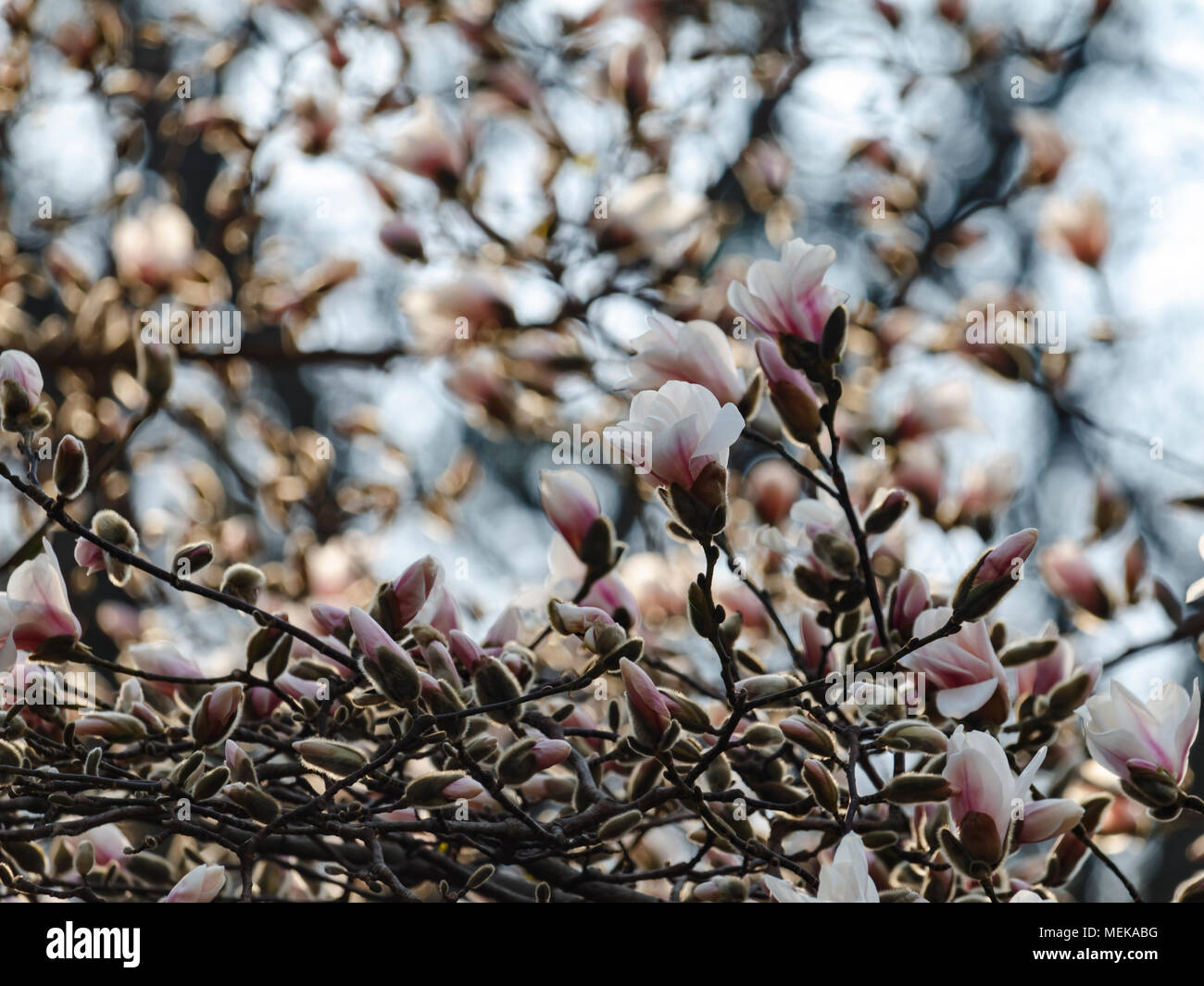 Beautiful spring bloom for magnolia trees white flowers sunny Stock ...