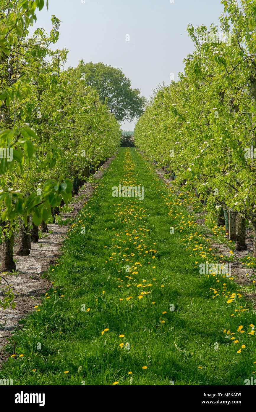 Pear tree blossom, spring season in fruit orchards in Haspengouw ...