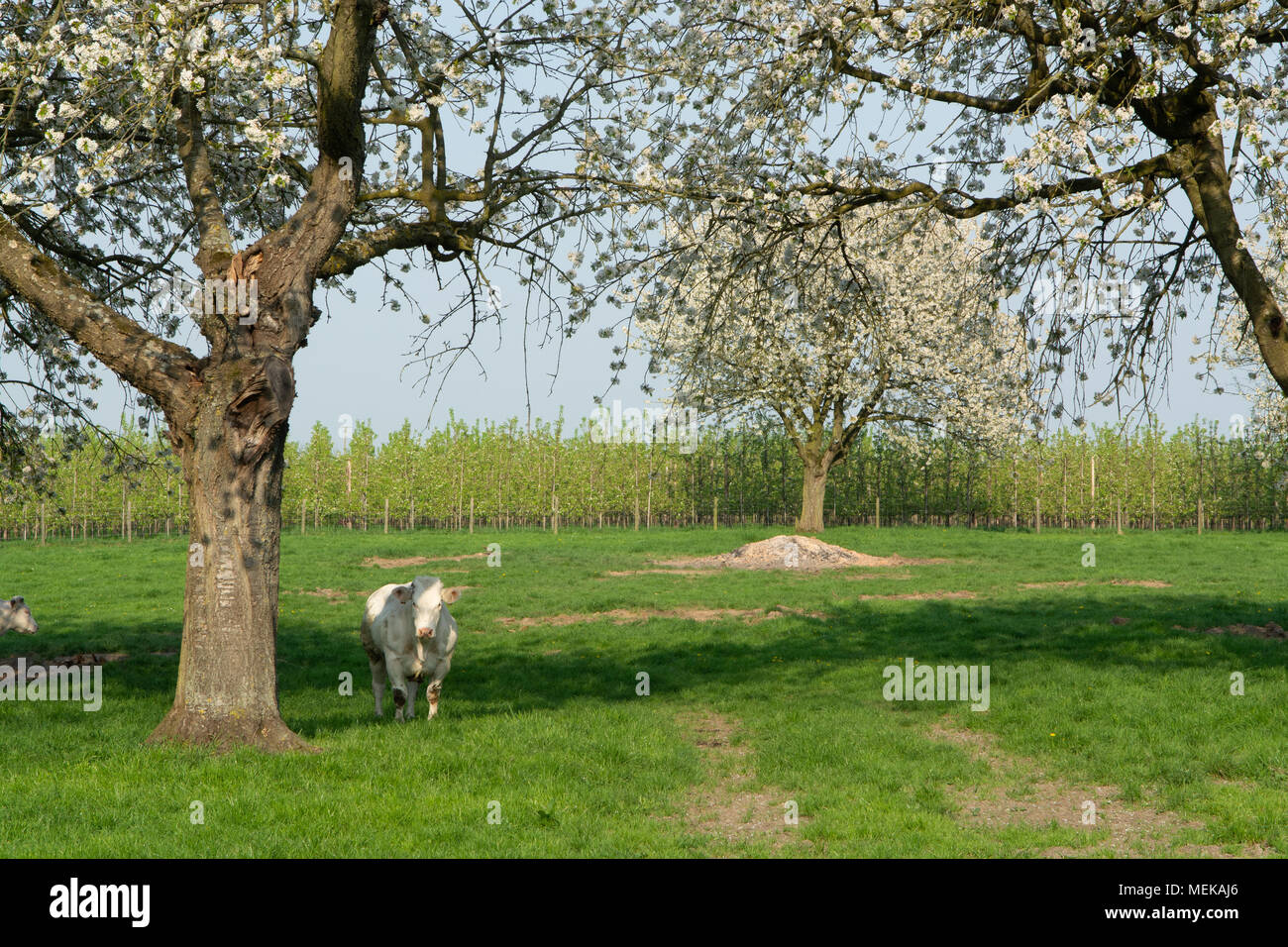 Belgian Blue cow, very big special beef cattle with double-muscling ...