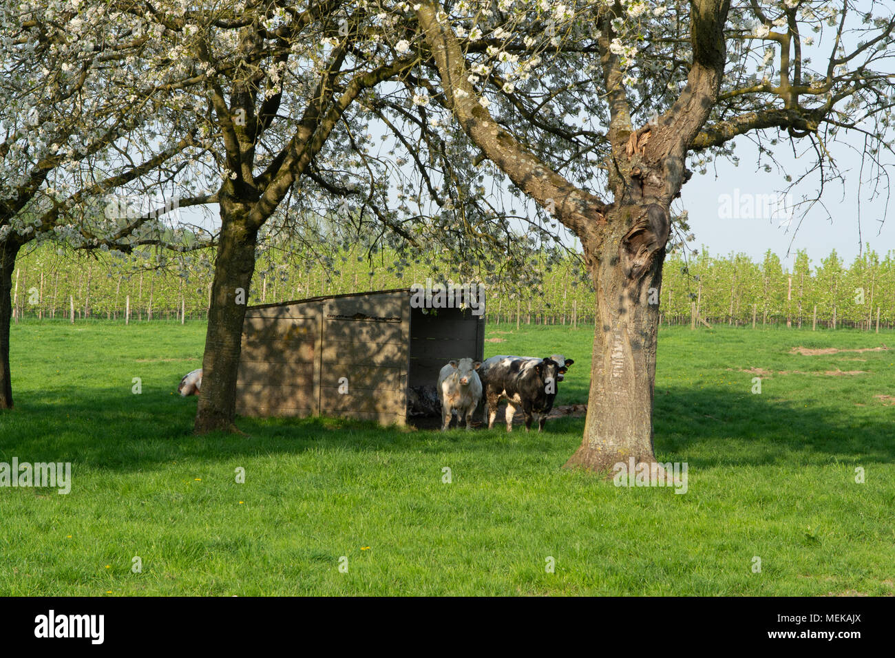 Belgian Blue cow, very big special beef cattle with double-muscling ...