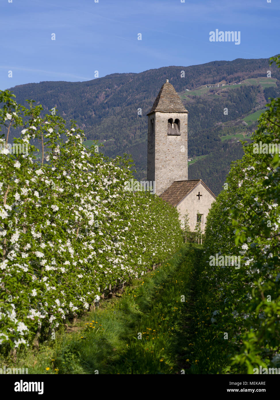 Old church in blooming field of apple trees in Alto Adige, Italy Stock ...