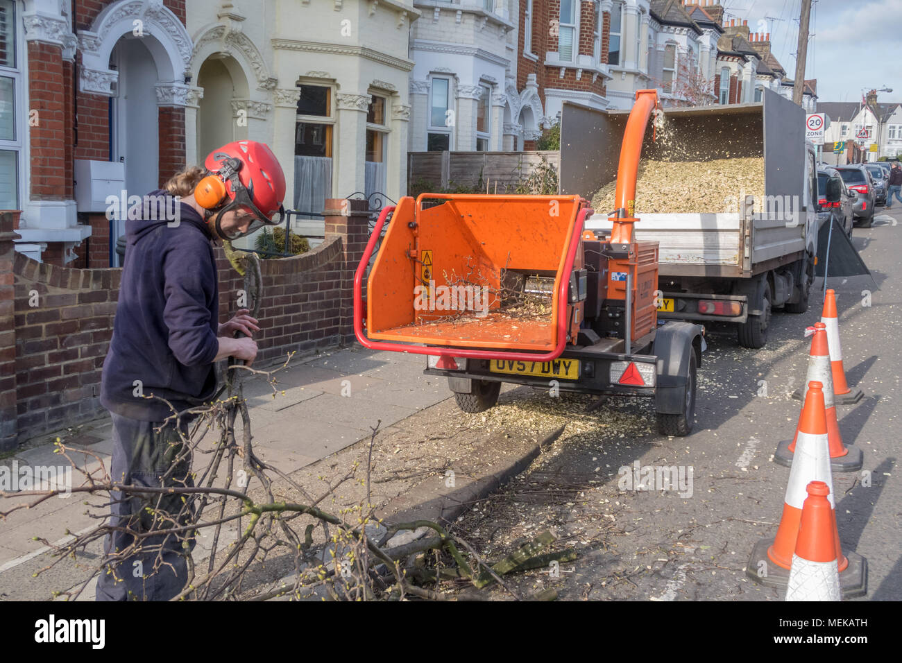 A workman using a wood chipper to shred tree branches into wood chip ...