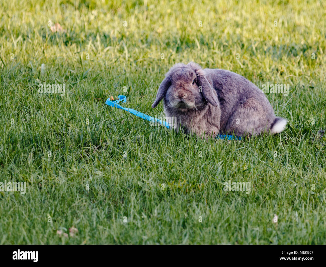 French lop hi-res stock photography and images - Alamy