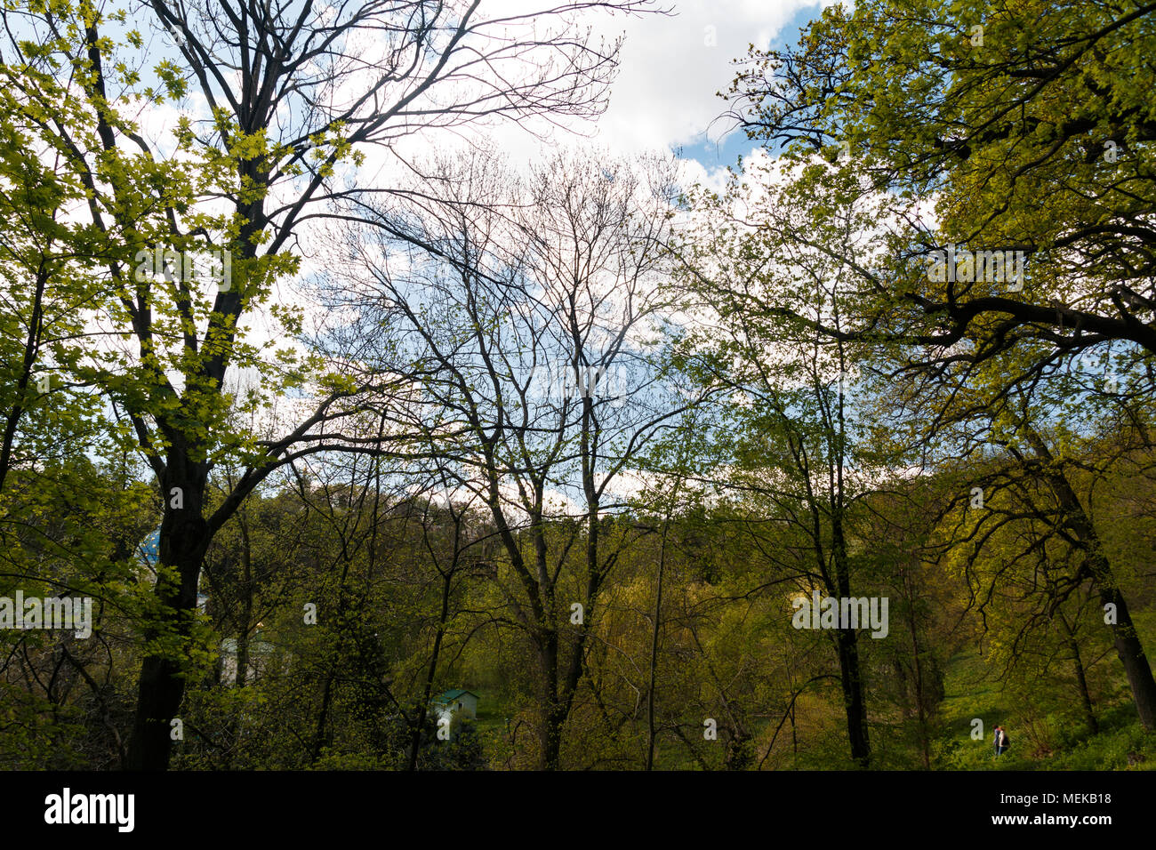 Beautiful trees spring forest sunny day blue sky on background Stock ...