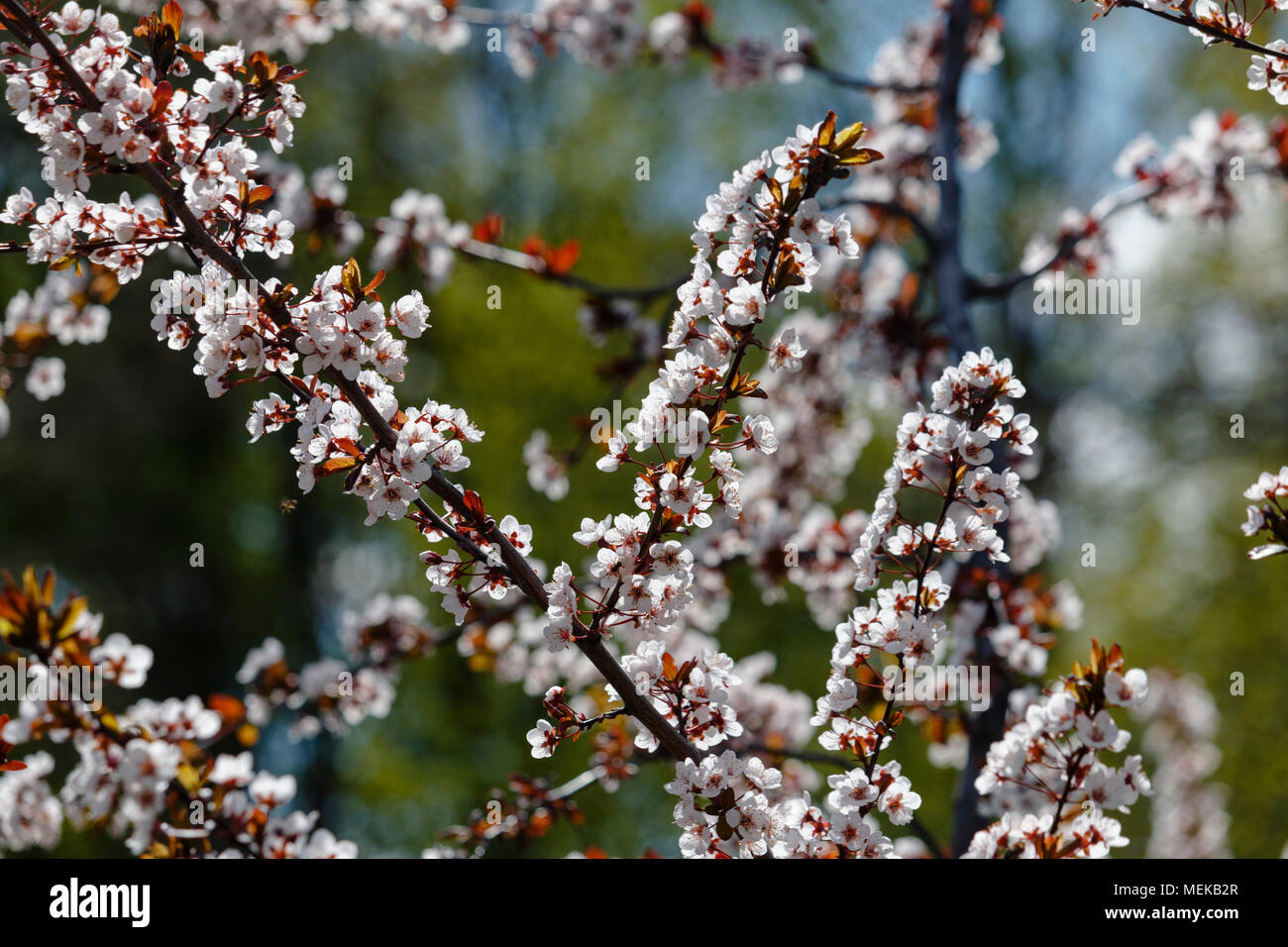 Sacura tree hi-res stock photography and images - Alamy