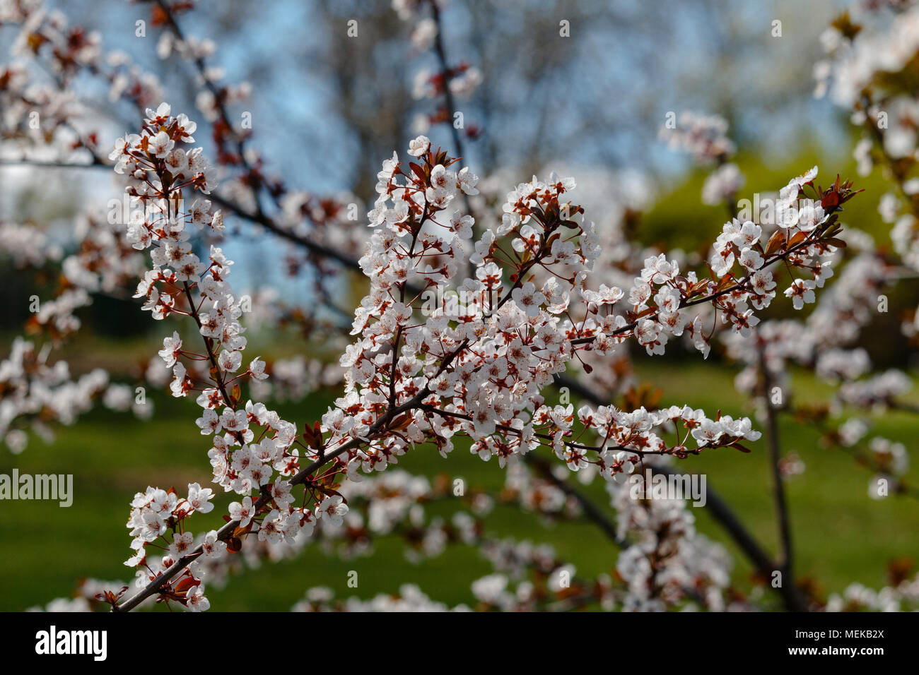 Sacura tree hi-res stock photography and images - Alamy
