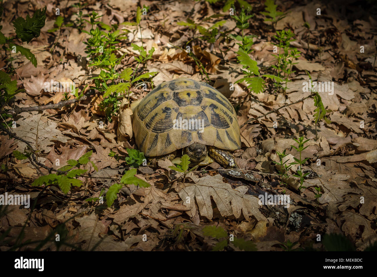 Wild turtle in its natural habitat, front view Stock Photo - Alamy