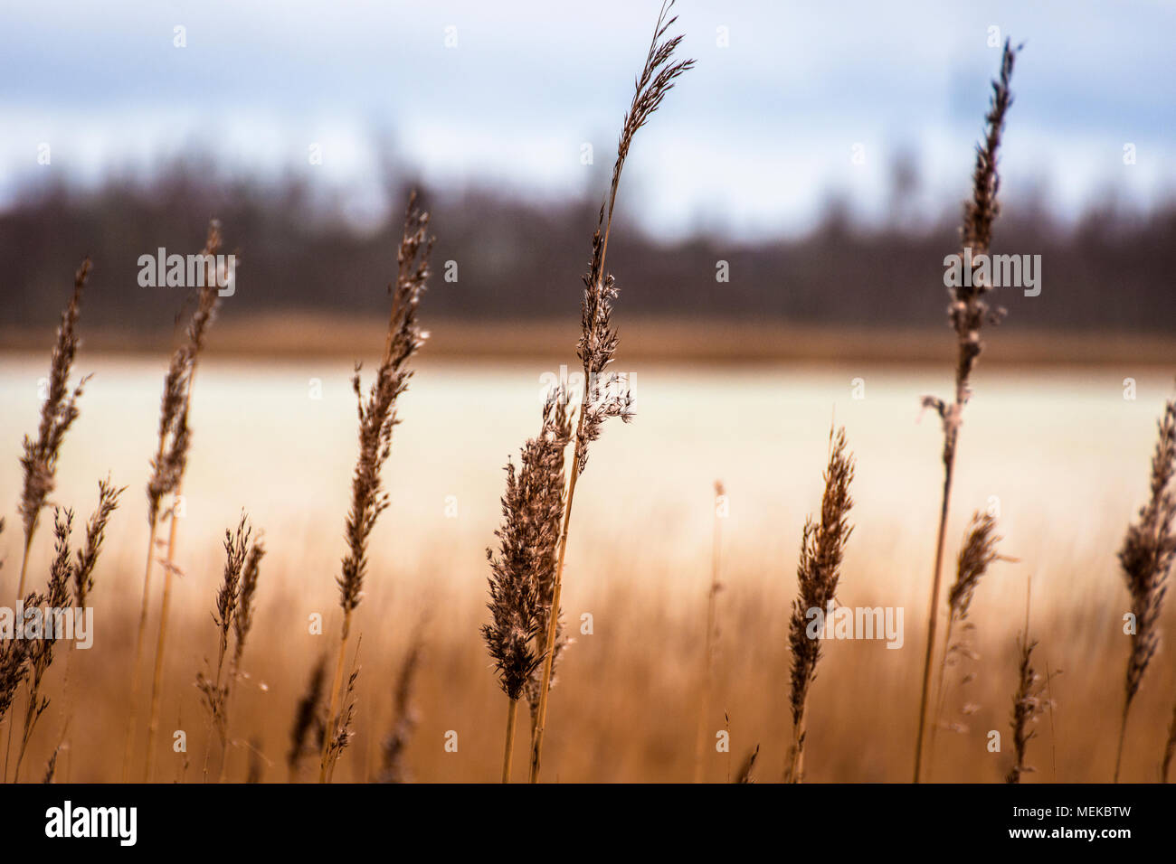 Water reeds growing plants hi-res stock photography and images - Alamy