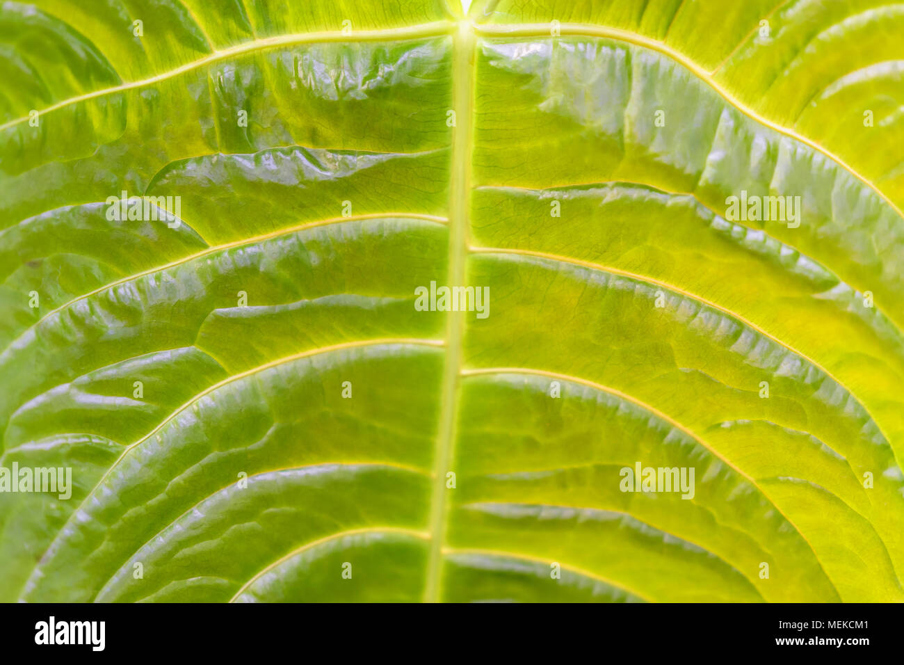 Tropical decorativ plant foliage, texture. Macro photo of fresh leaf ...