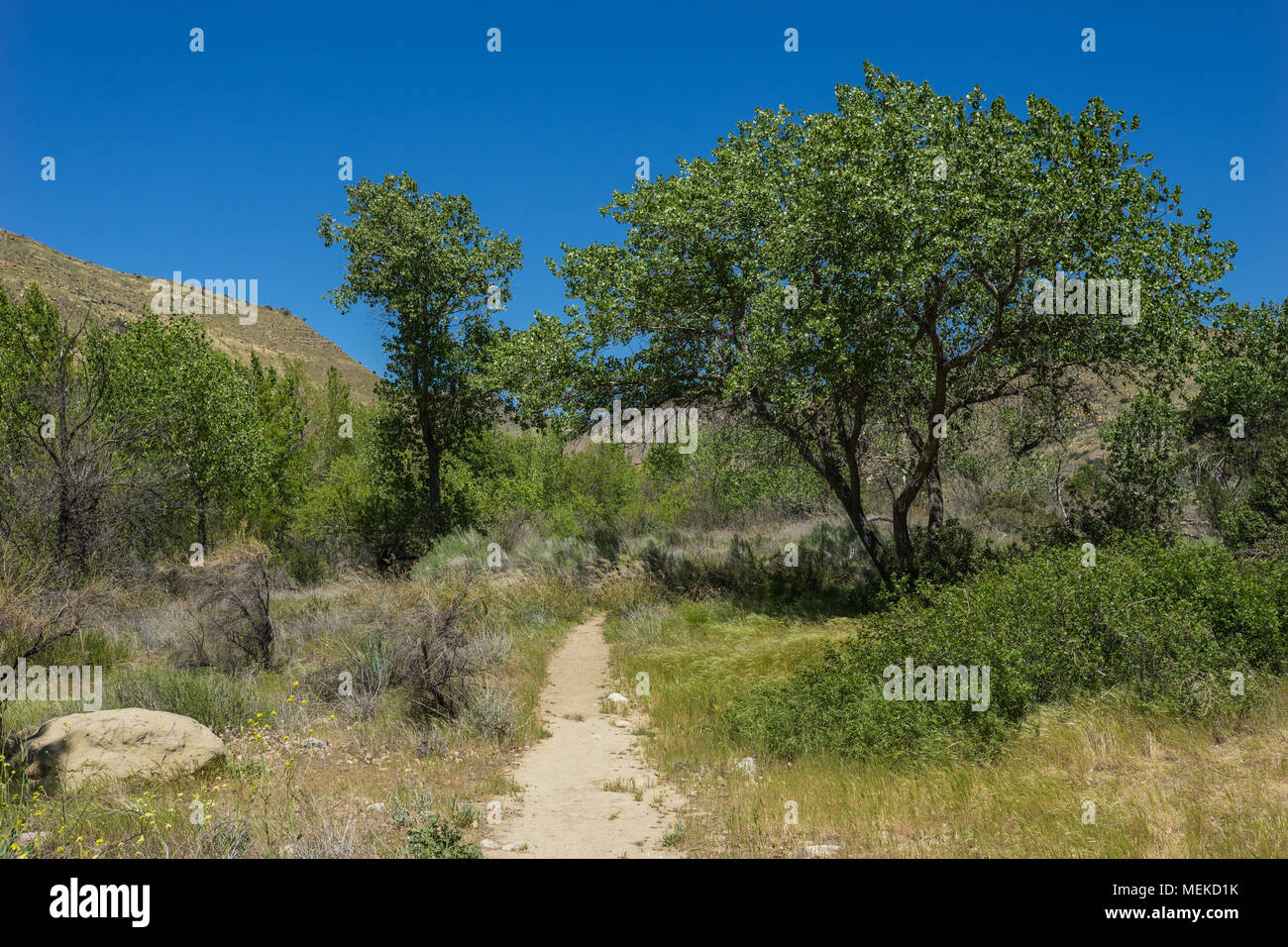 Walking trail in the wooded valleys of Southern California's national ...