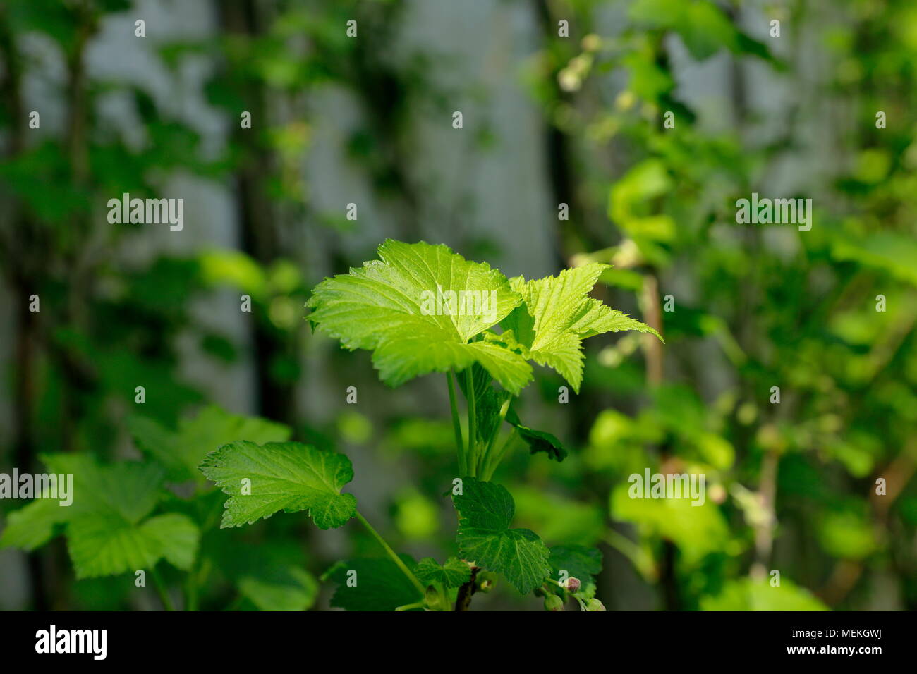 Rasberries Stock Photos & Rasberries Stock Images - Alamy