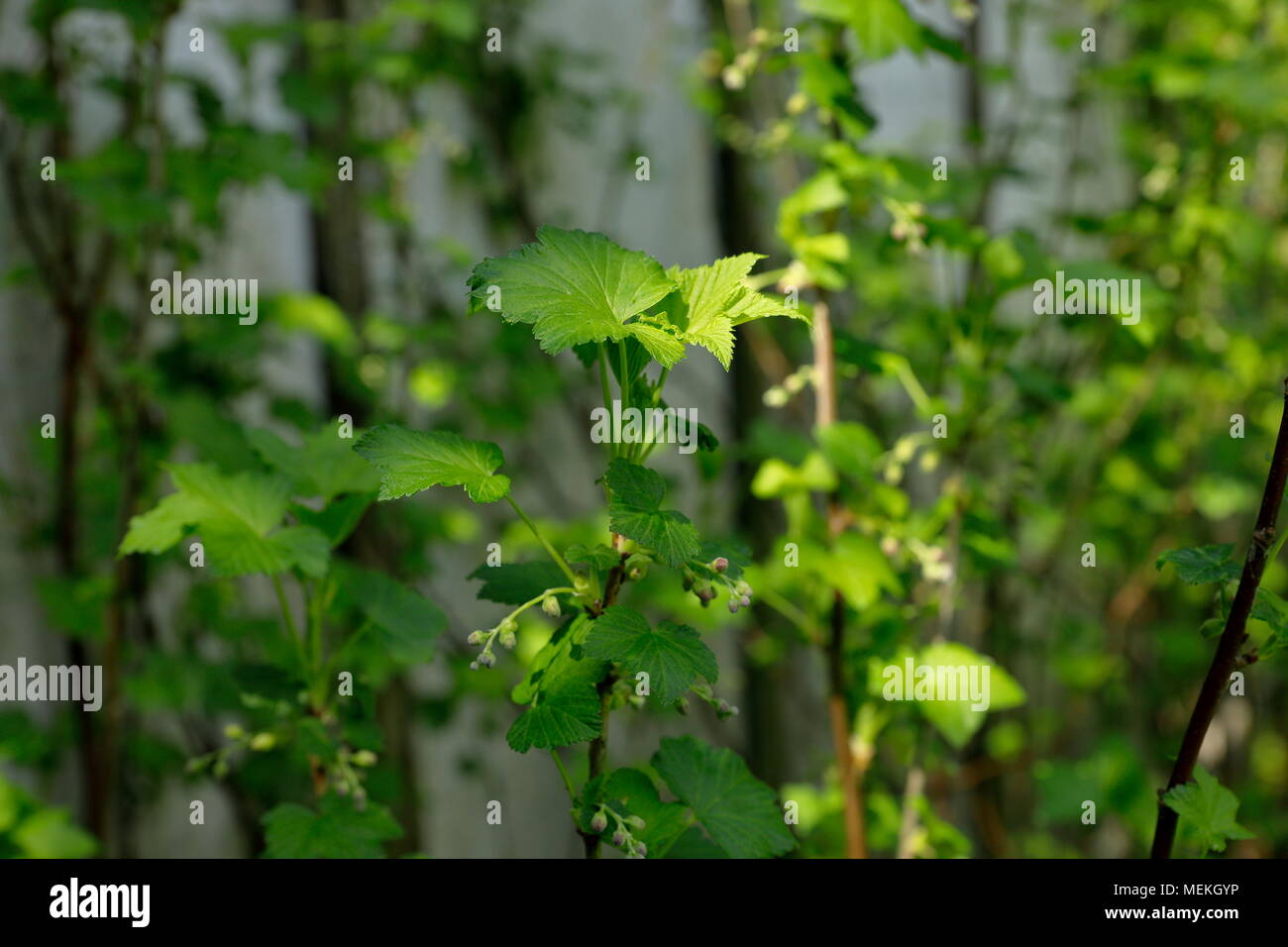 Raspberry plant hi-res stock photography and images - Alamy