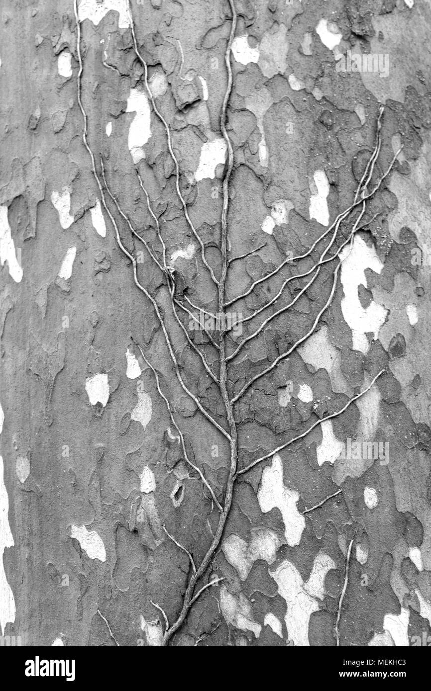 Tree trunk roots on Black and White Stock Photos & Images - Alamy