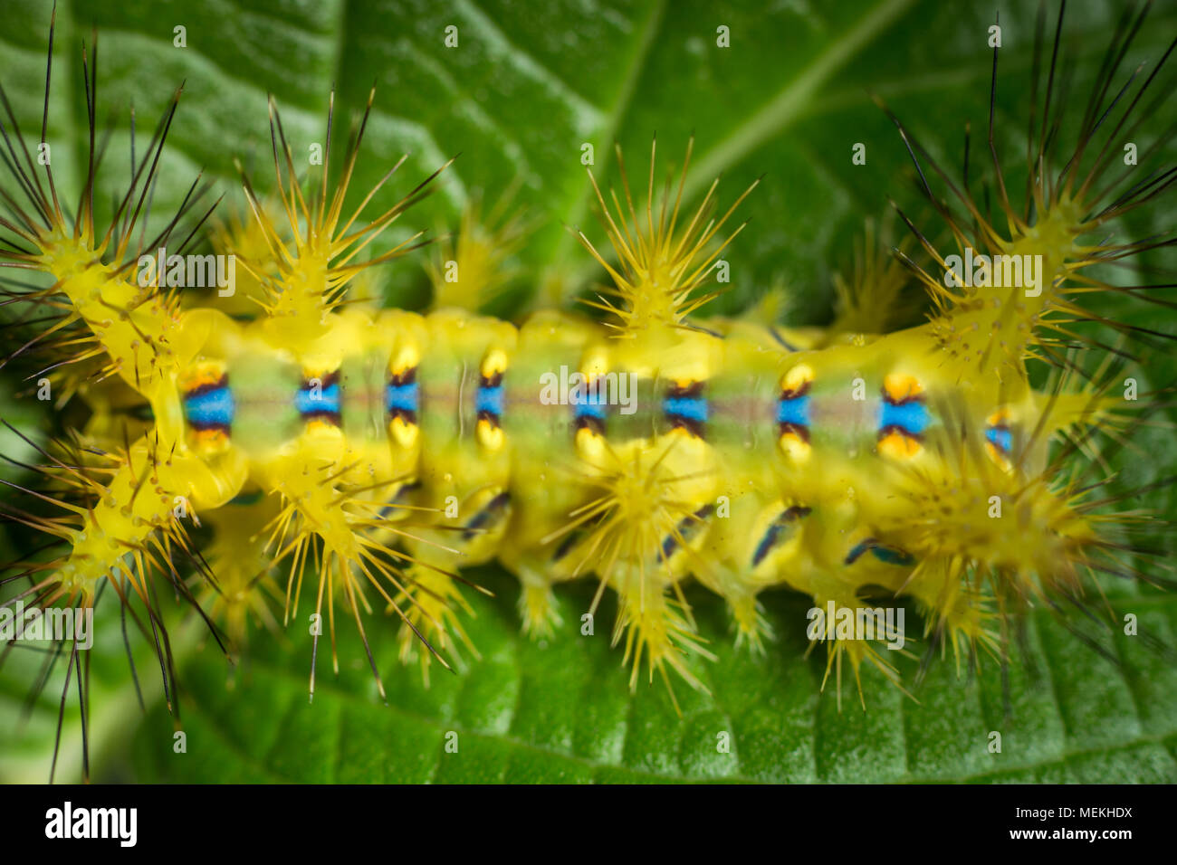 Setora nitens caterpillar or the Stinging Nettle Slug Caterpillar. An ...