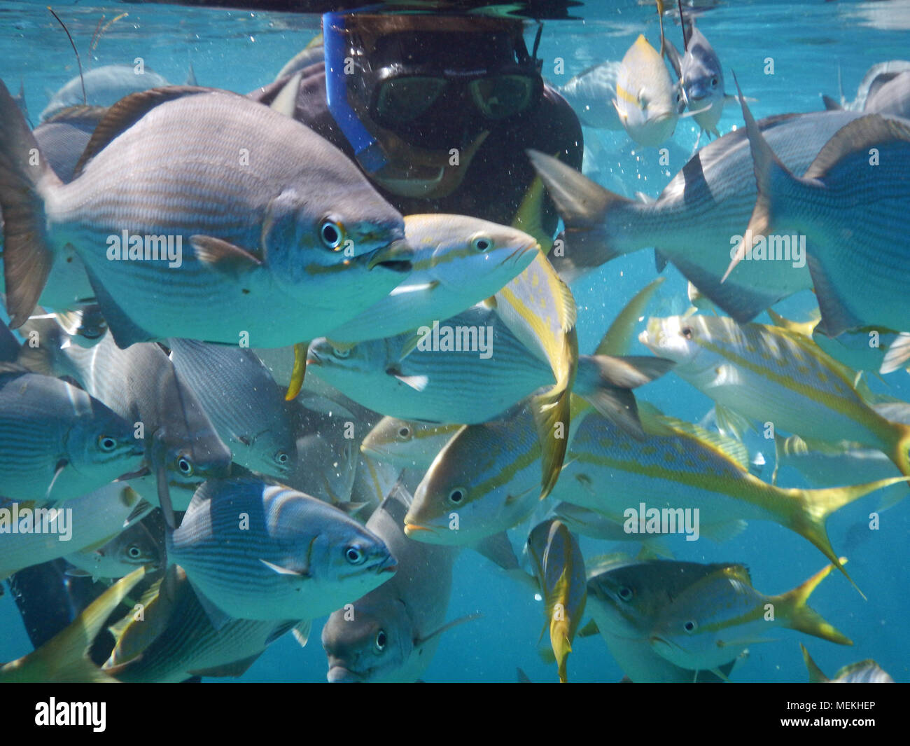 Snorkelling underwater tropical hi-res stock photography and images - Alamy