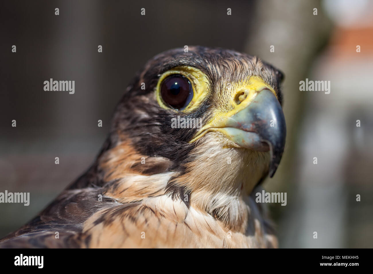 careful look of a hawk looking for a possible prey Stock Photo - Alamy