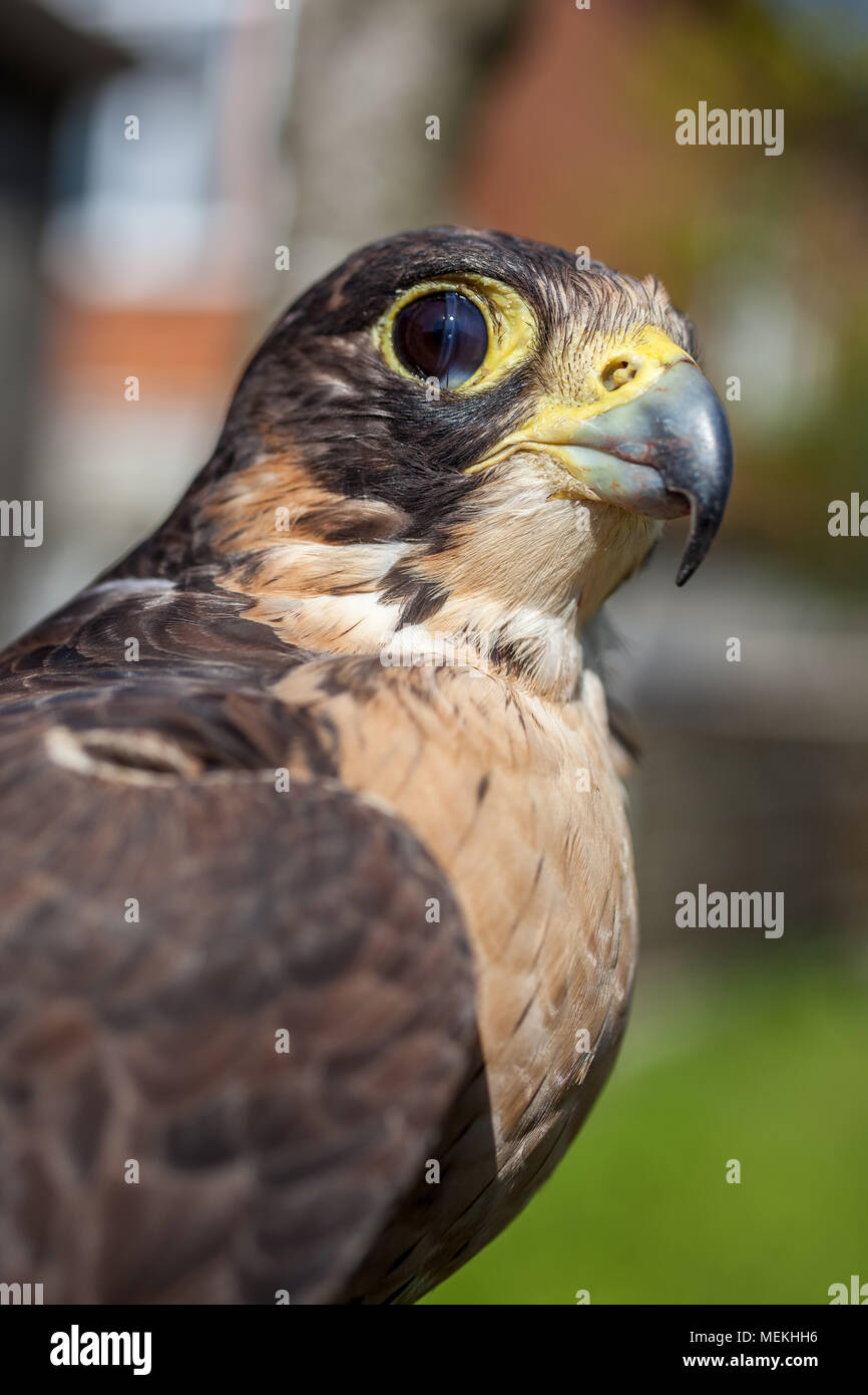 Shadow hawk hi-res stock photography and images - Alamy