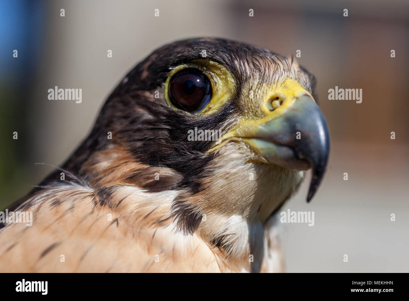 careful look of a hawk looking for a possible prey Stock Photo - Alamy