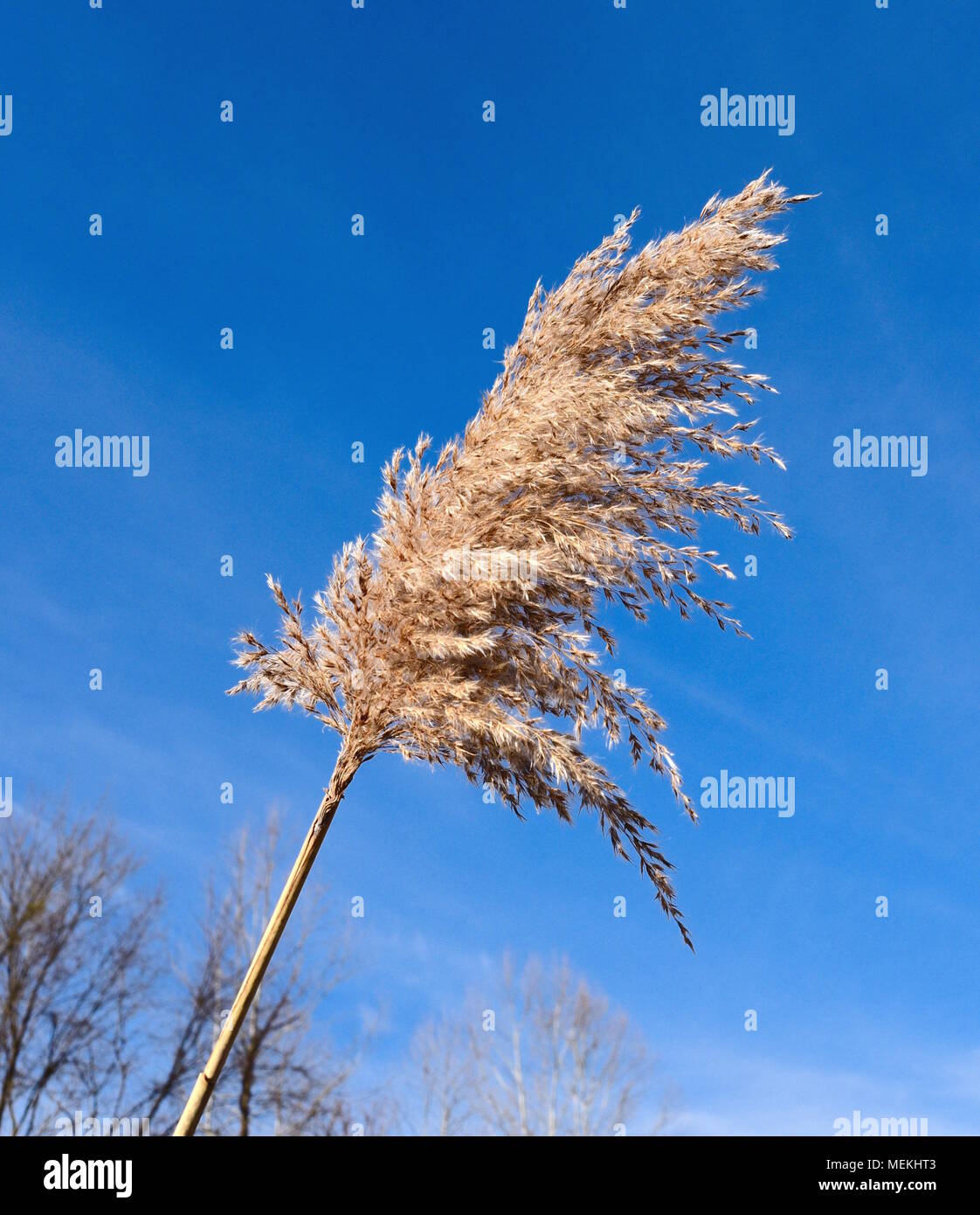 Invasive grass hi-res stock photography and images - Alamy