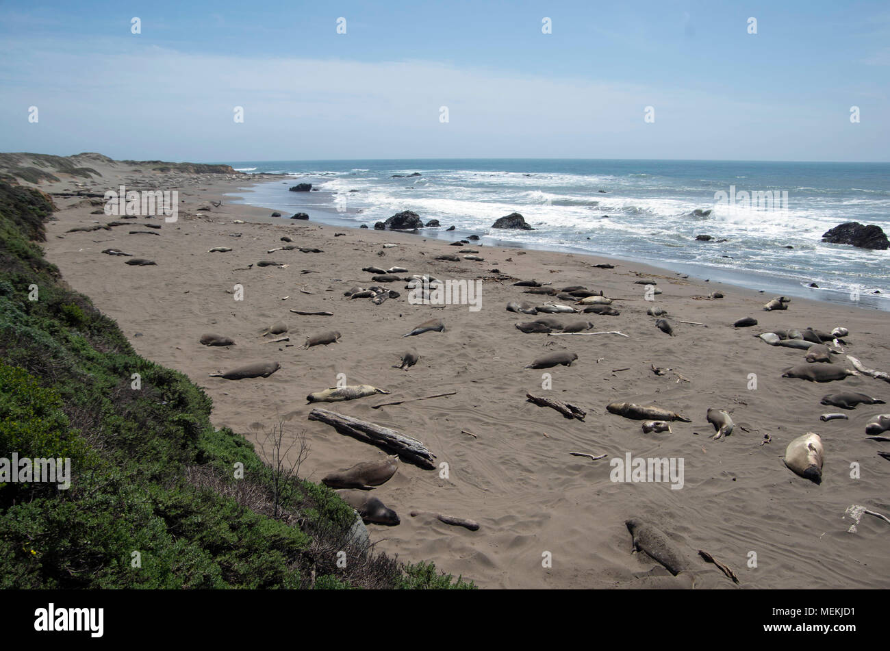 Elephant Seals rest on various beaches of the California Central Coast ...