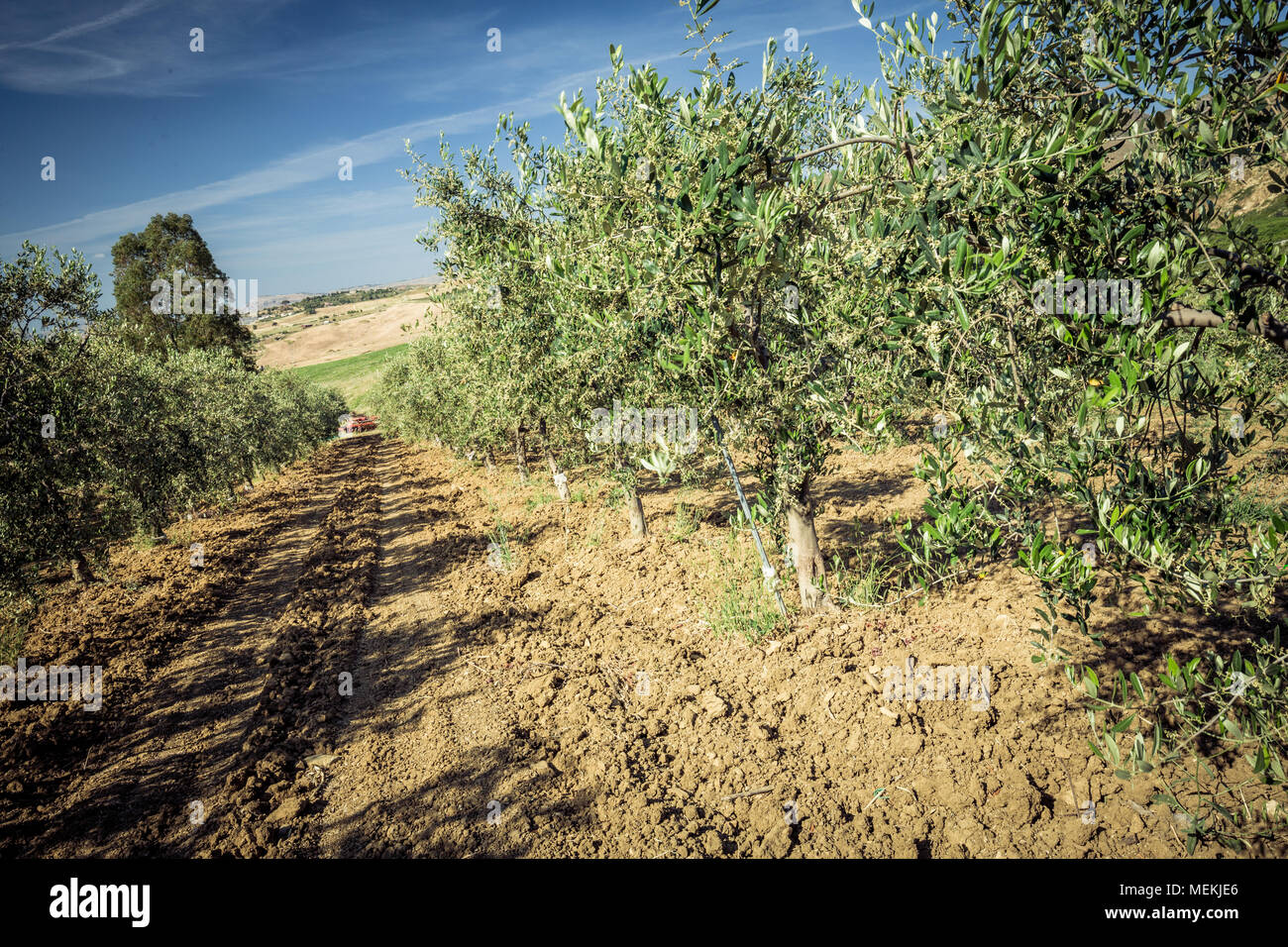 Olive tree plant hi-res stock photography and images - Alamy