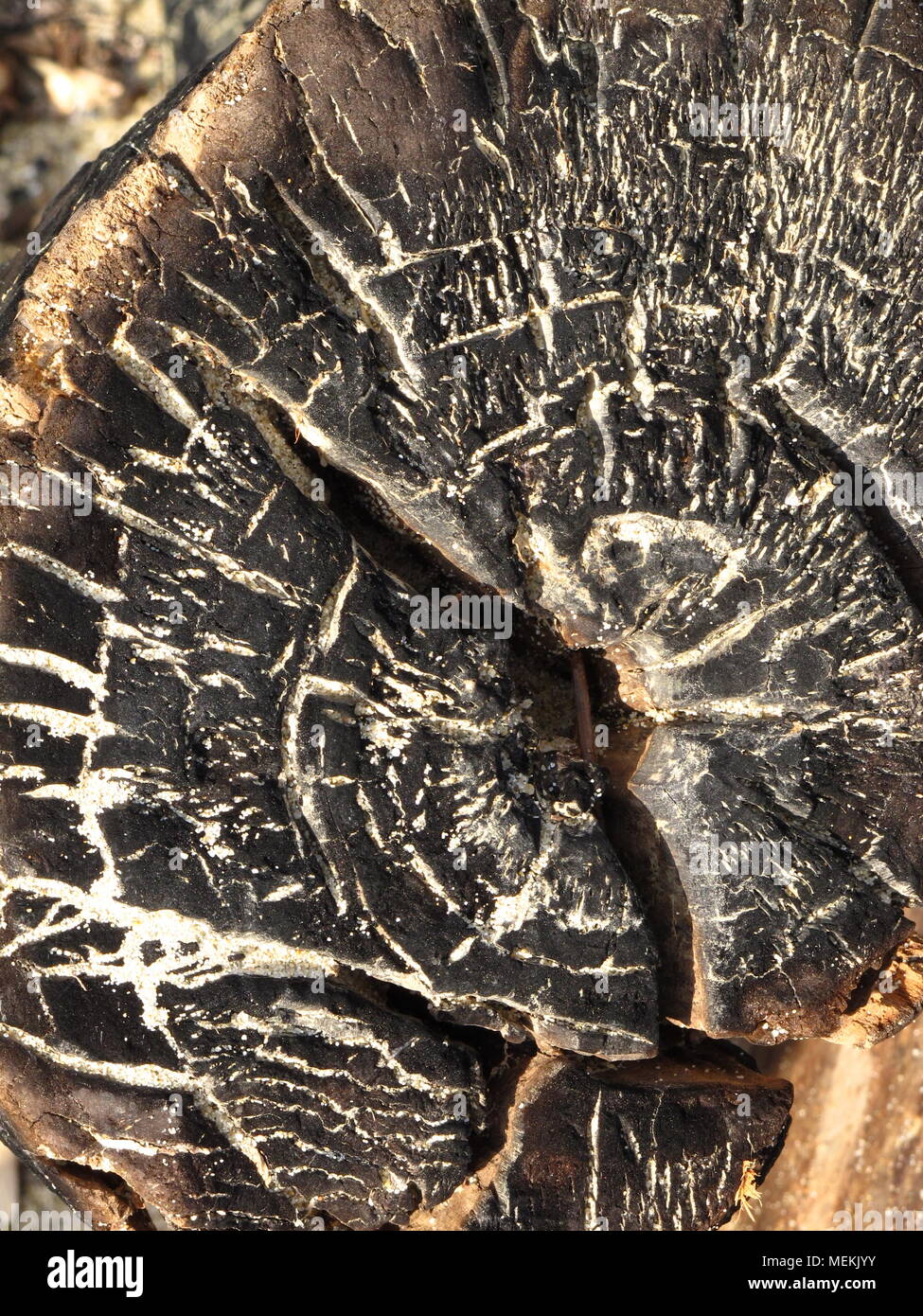 tree texture background Stock Photo - Alamy